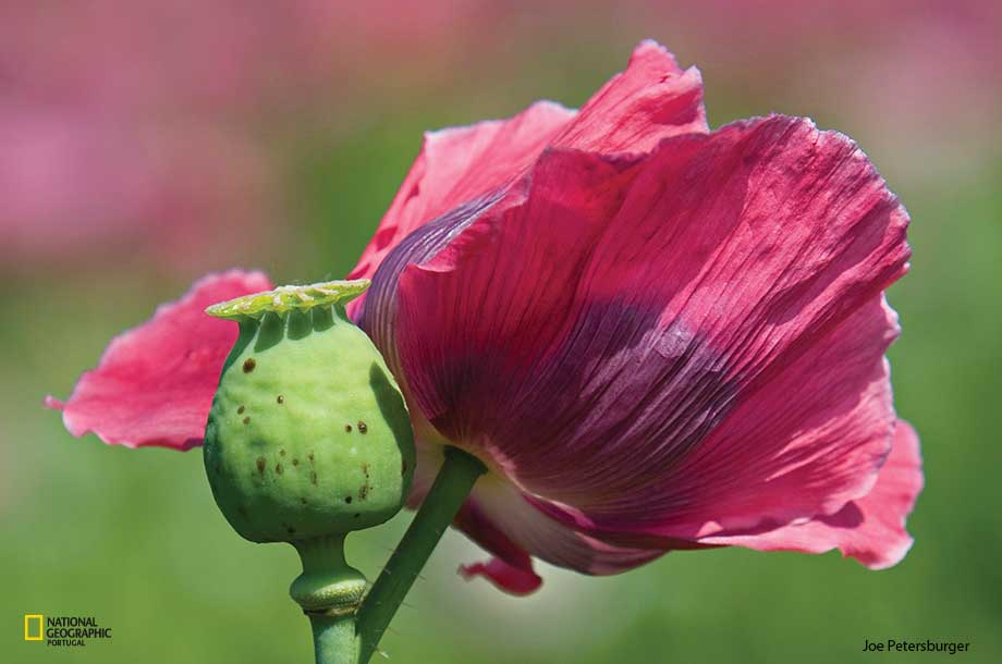 O poder das papoilas