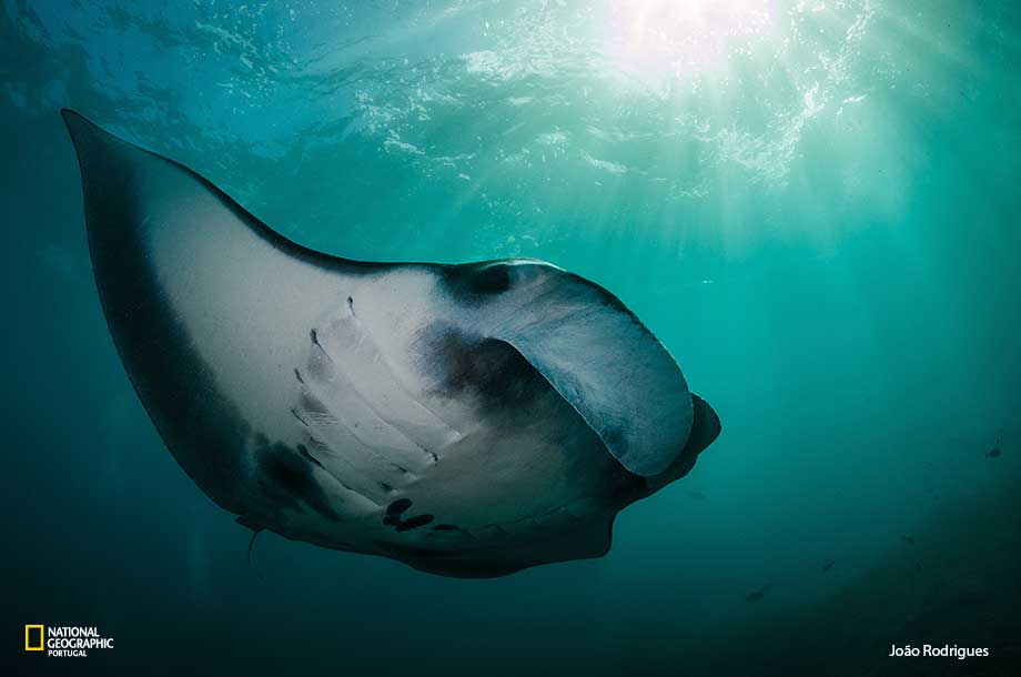 As incríveis raias-diabo e como uma bióloga obstinada as quer salvar