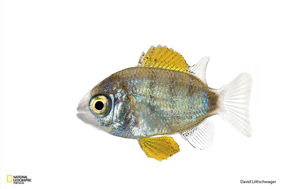 Sargaço, a alga que alimenta o Atlântico Norte