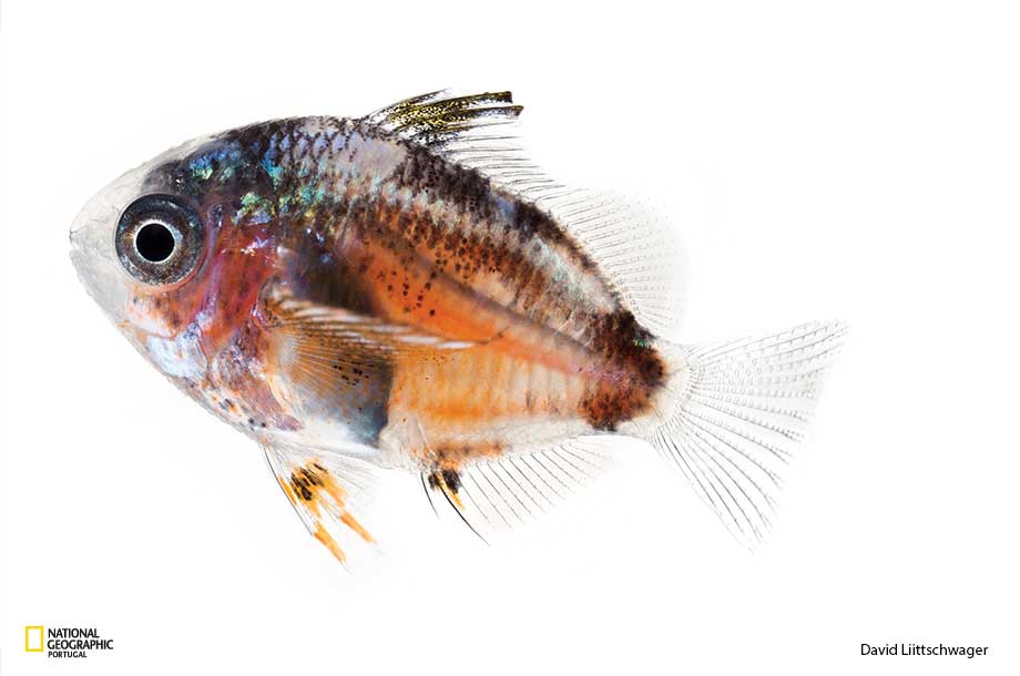 Sargaço, a alga que alimenta o Atlântico Norte