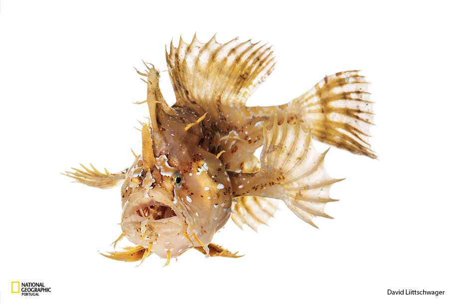 Sargaço, a alga que alimenta o Atlântico Norte