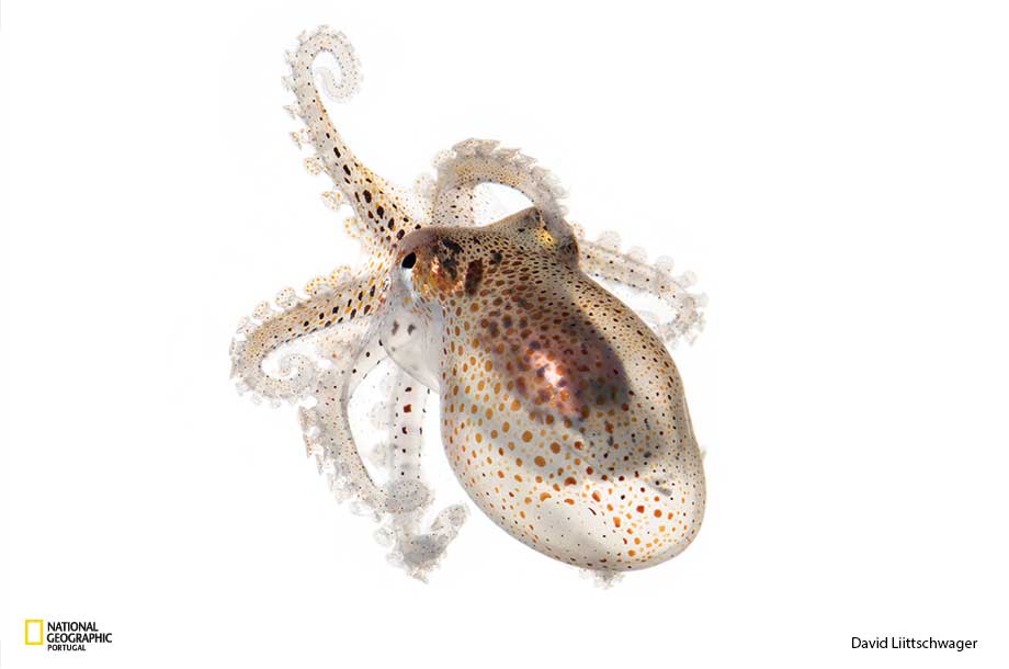 Sargaço, a alga que alimenta o Atlântico Norte