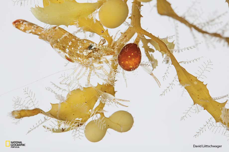 Sargaço, a alga que alimenta o Atlântico Norte