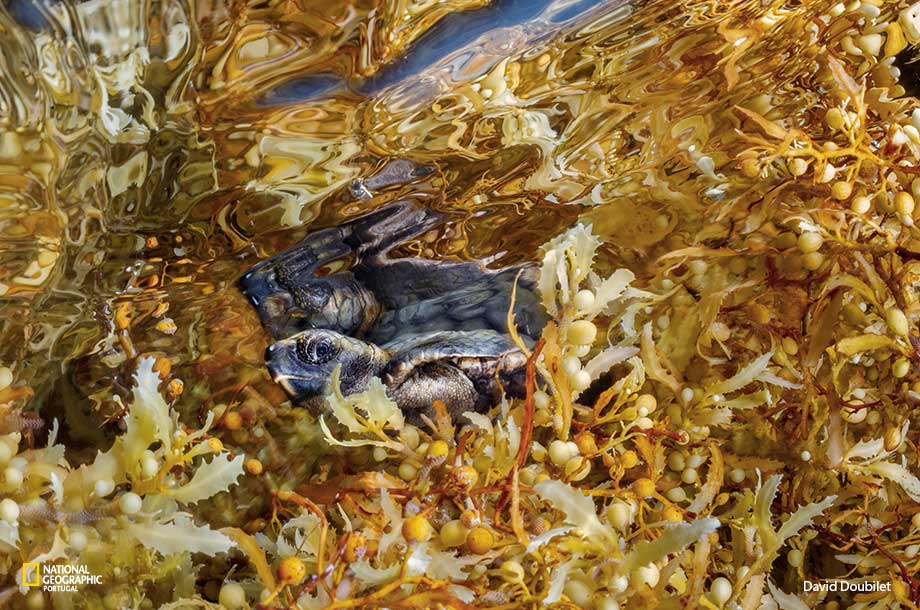 Sargaço, a alga que alimenta o Atlântico Norte