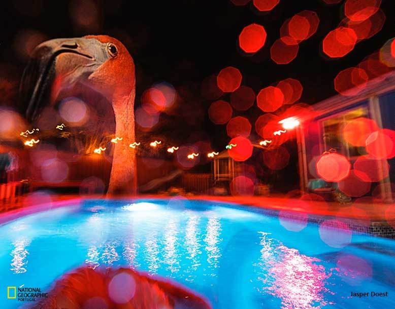 Bob, um flamingo especial que é um símbolo de conservação