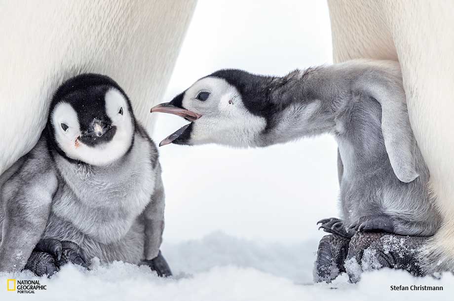 O ciclo de reprodução do pinguim-imperador