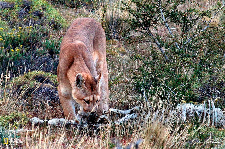 Patagónia chilena, o melhor sítio do mundo para observar pumas em ...