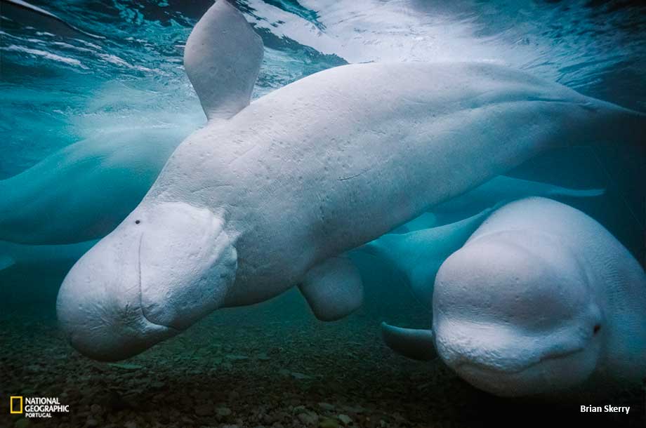 Ficha Tecnica Original Orca, PDF, Orca