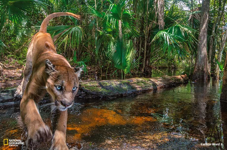 O regresso do puma da Florida