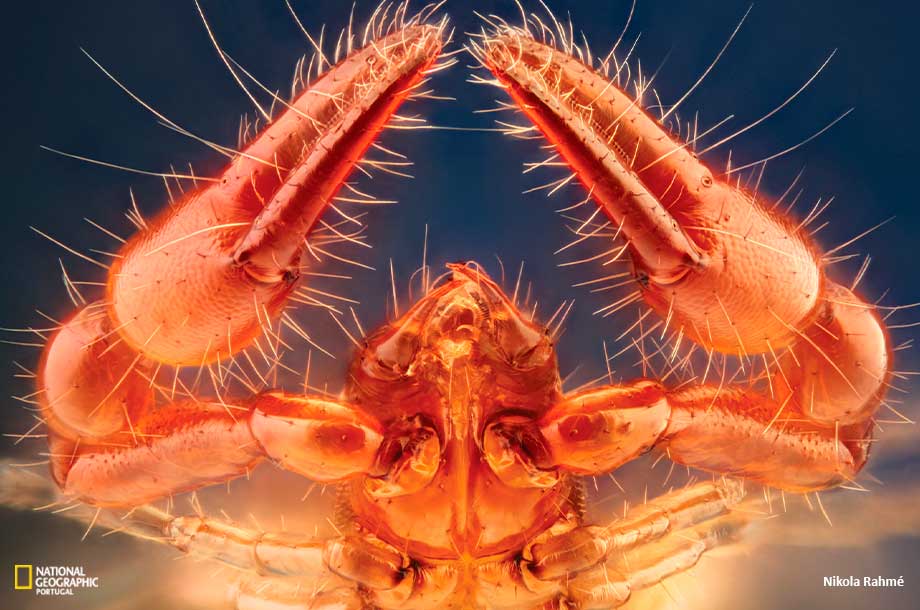 Como os artrópodes utilizam a quitina nos exoesqueletos, asas, unhas e ...