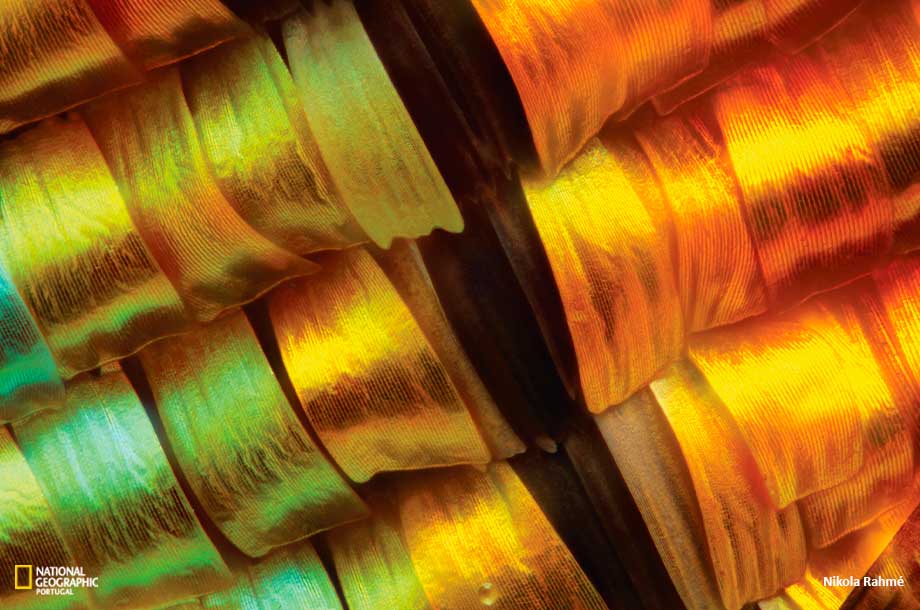 Como os artrópodes utilizam a quitina nos exoesqueletos, asas, unhas e ...