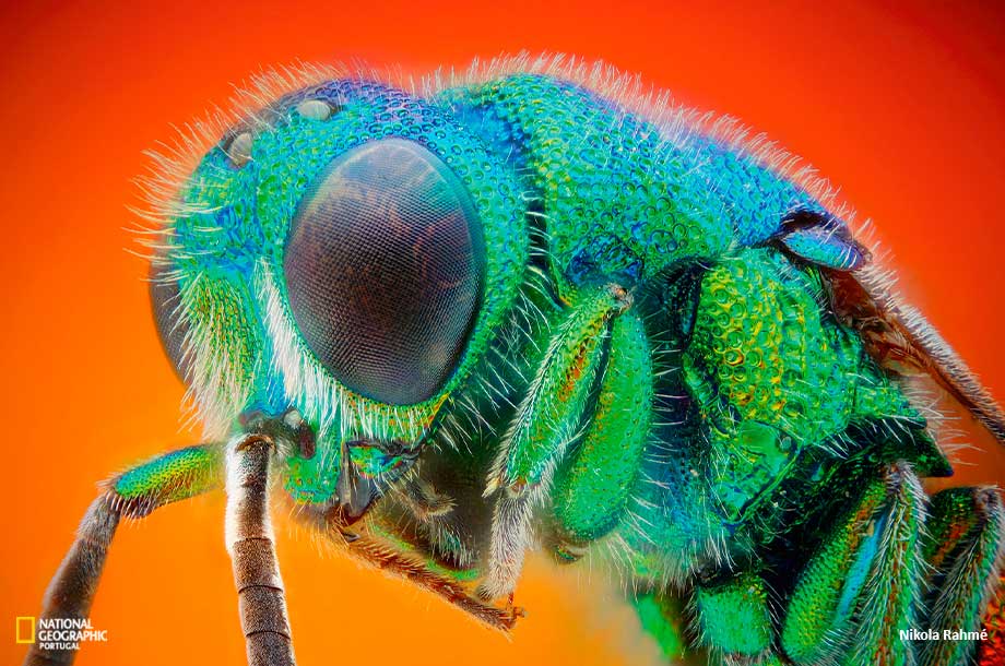 Como os artrópodes utilizam a quitina nos exoesqueletos, asas, unhas e ...