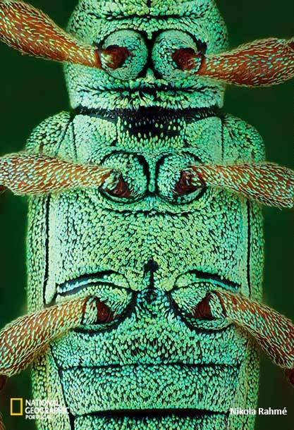 Como os artrópodes utilizam a quitina nos exoesqueletos, asas, unhas e ...