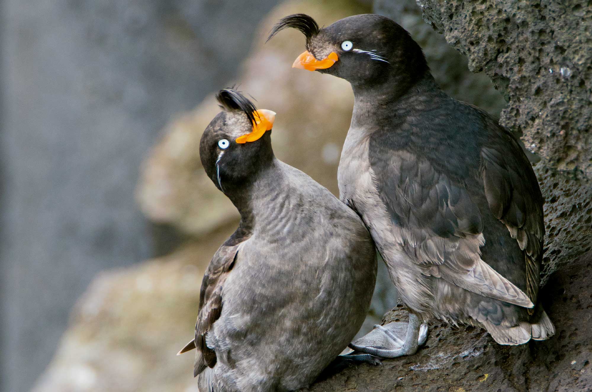 Costas Rochosas Rio De Montanha Limpo Com Costas Rochosas No Fundo De