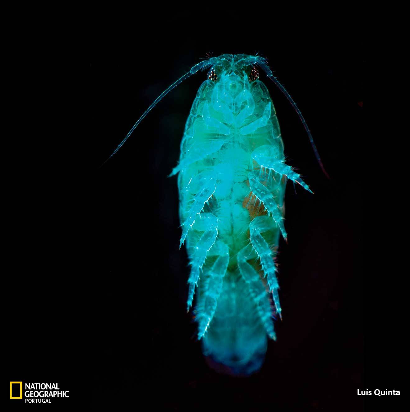 Plâncton: vida à deriva nos mares