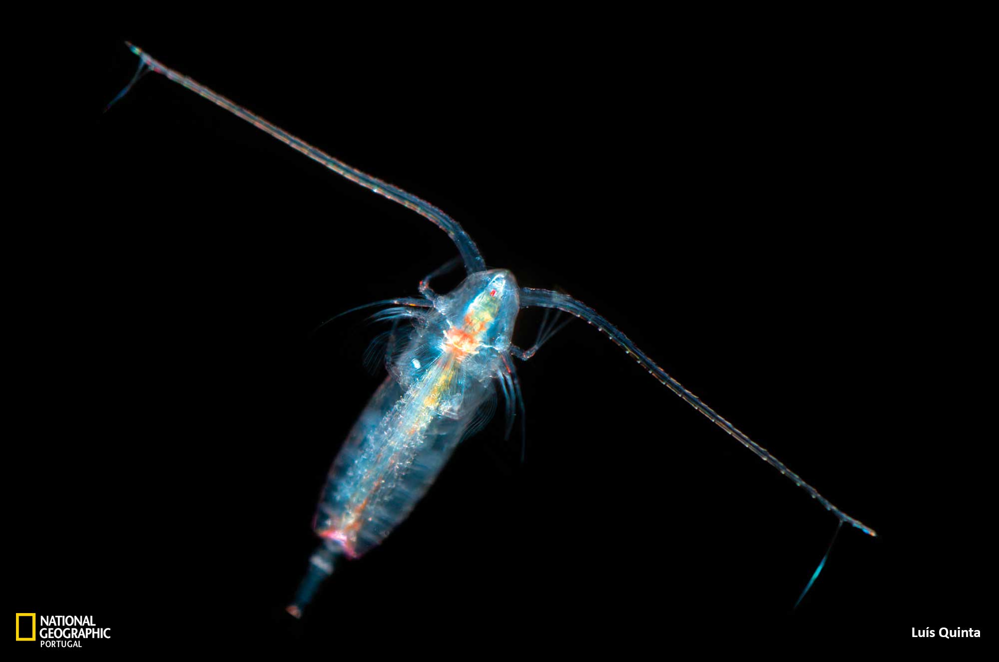 Plâncton: vida à deriva nos mares