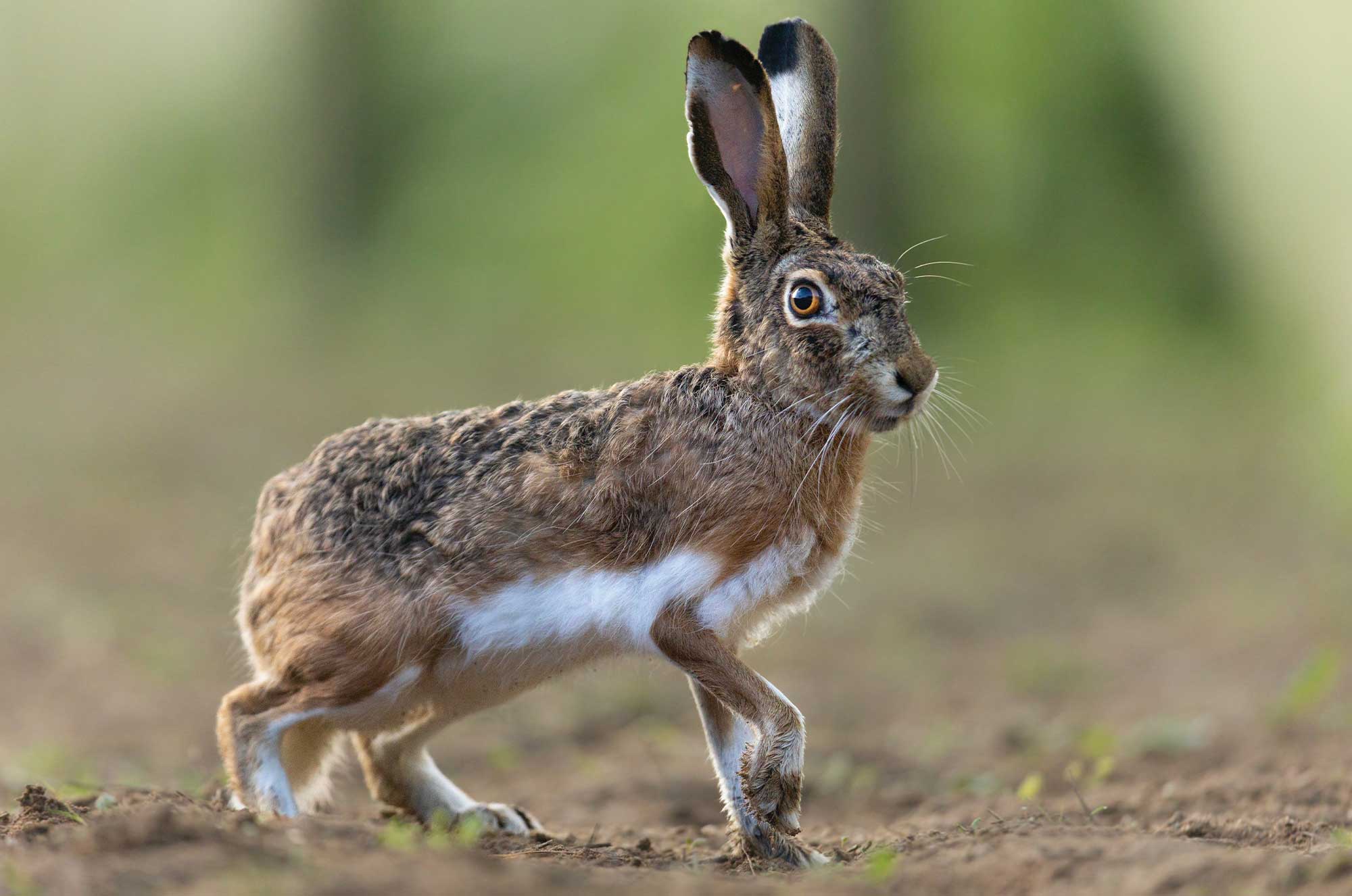 Lebre-ibérica: uma fábula com final incerto