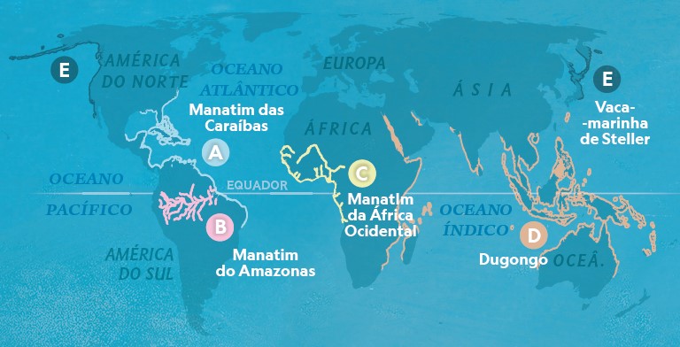Manatins: nem predadores nem presas, estas criaturas pacíficas são ...