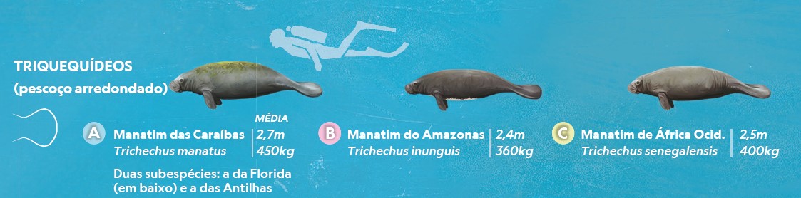 Manatins: nem predadores nem presas, estas criaturas pacíficas são ...