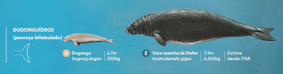 Manatins: nem predadores nem presas, estas criaturas pacíficas são ...