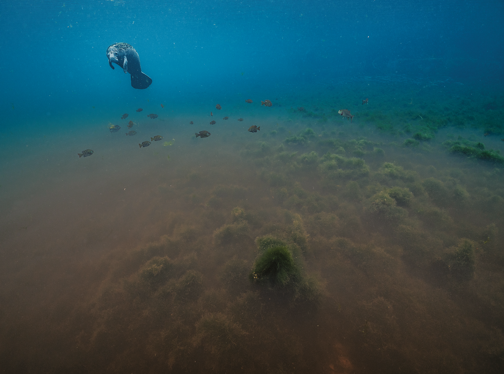 Manatins: nem predadores nem presas, estas criaturas pacíficas são ...
