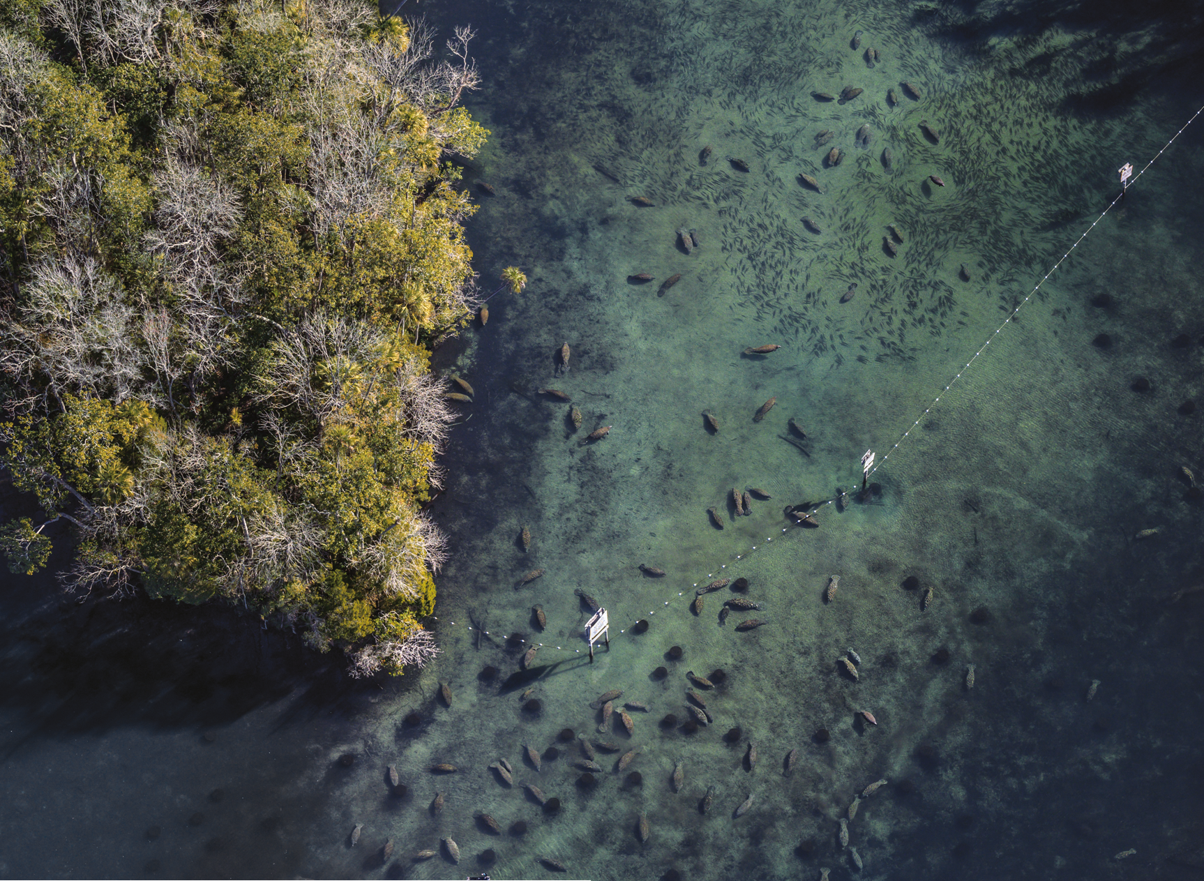 Manatins: nem predadores nem presas, estas criaturas pacíficas são ...