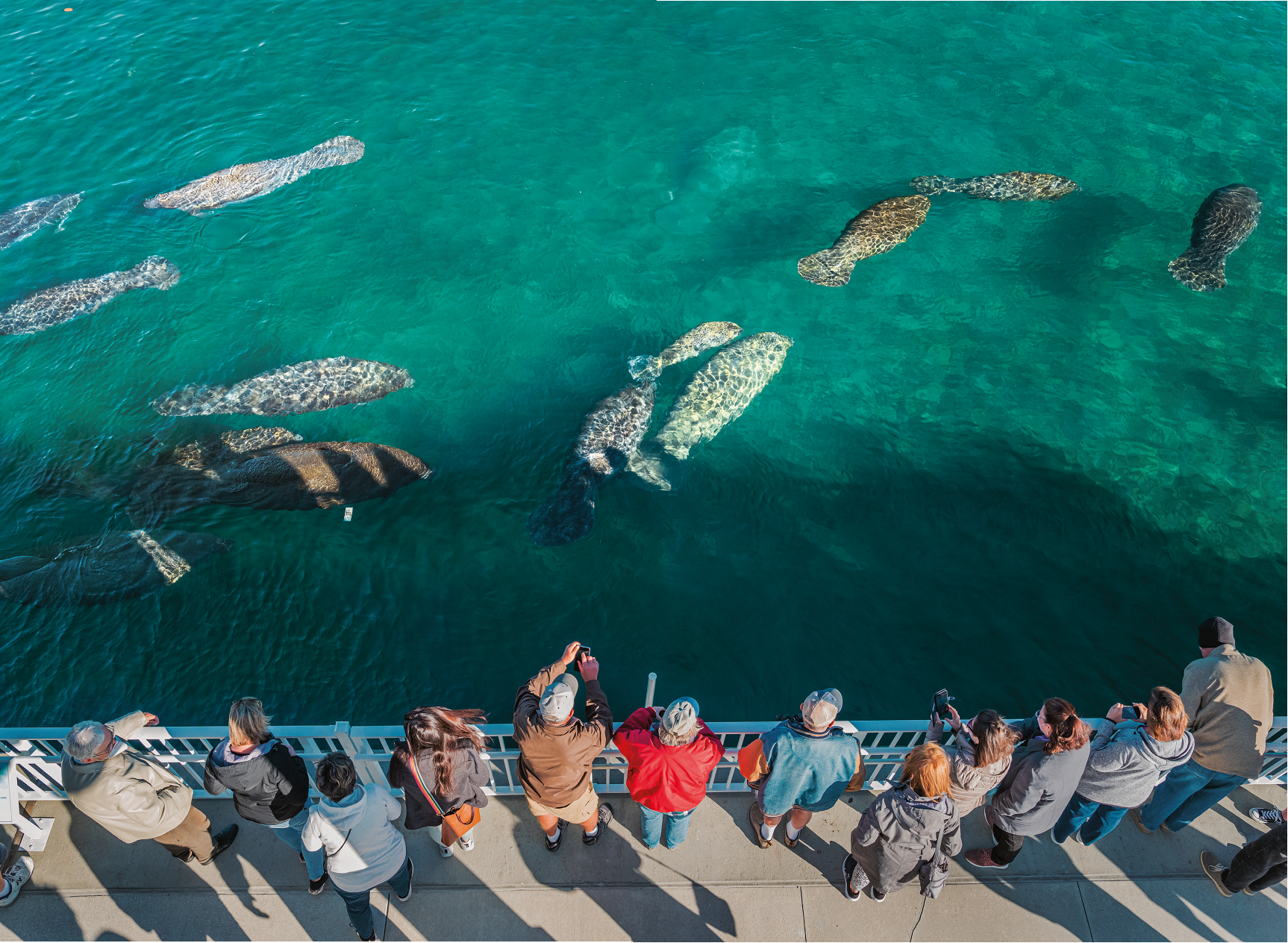 Manatins: nem predadores nem presas, estas criaturas pacíficas são ...