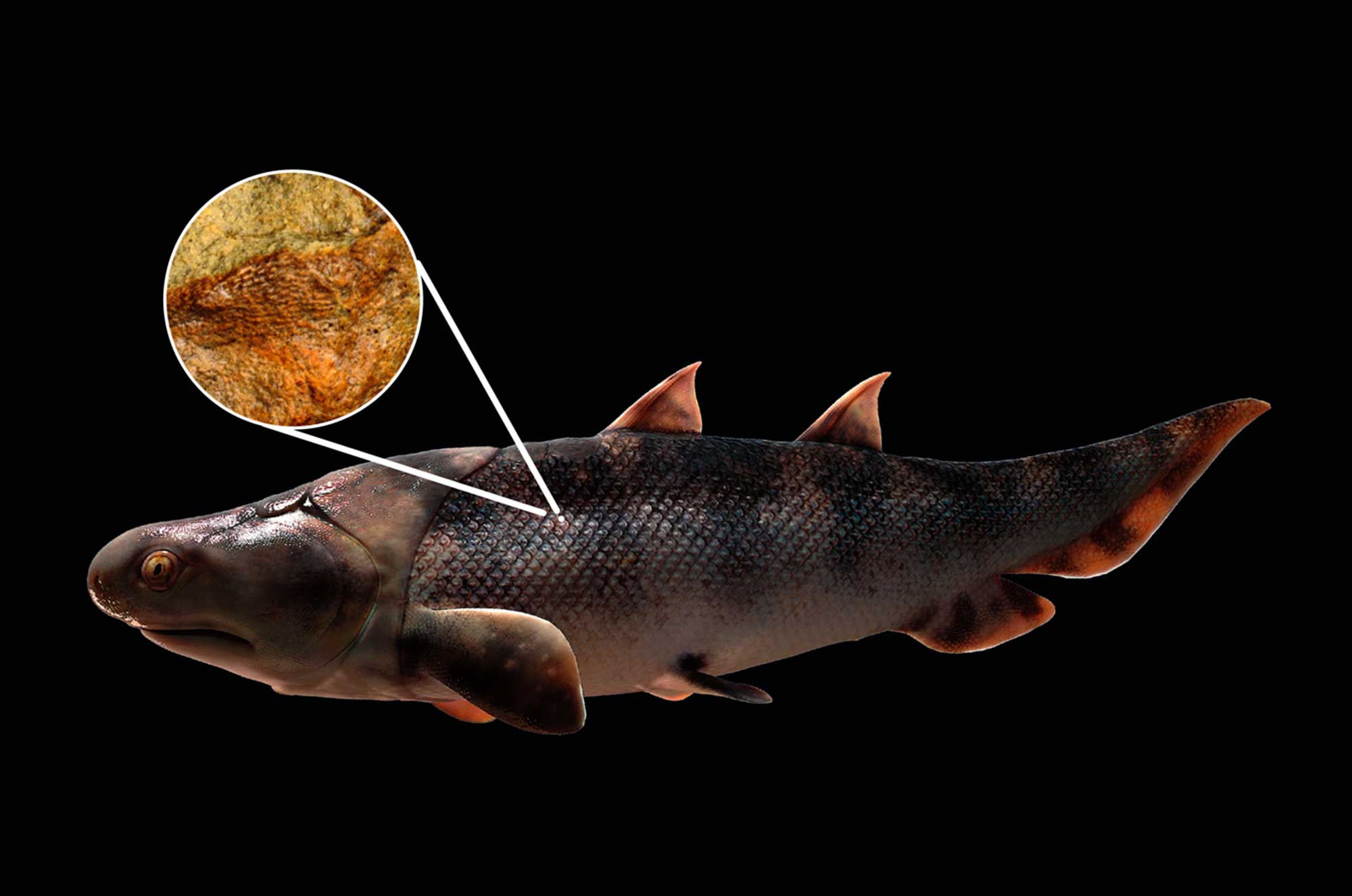 As primeiras mandíbulas