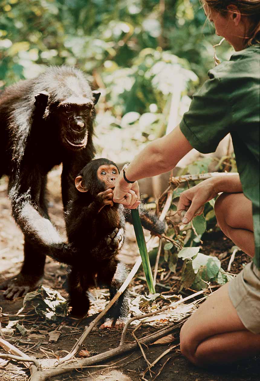 Jane Goodall, uma vida entre chimpanzés