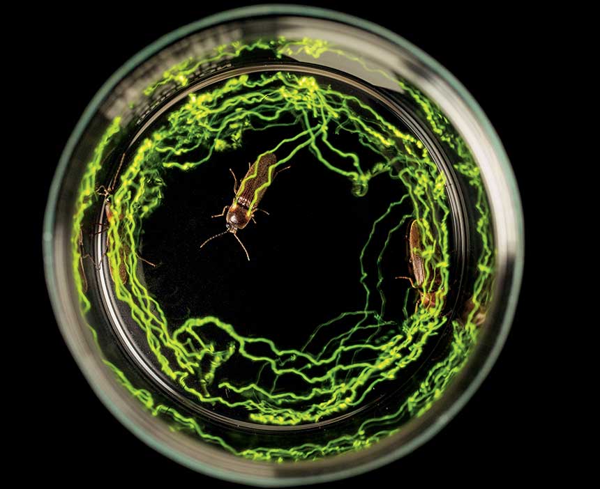 Os seres luminosos que habitam a Terra