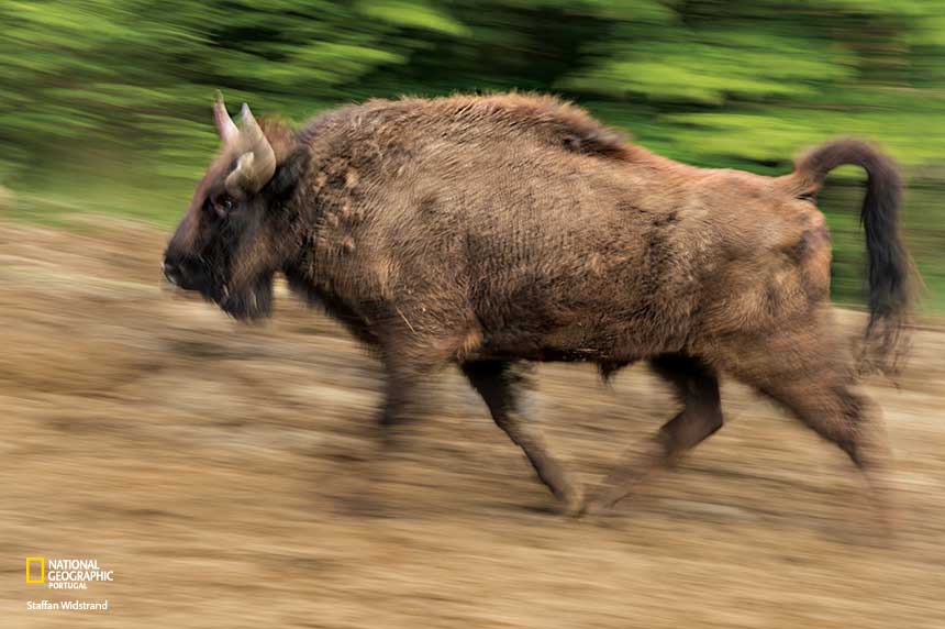 A liberdade dos bisontes-europeus