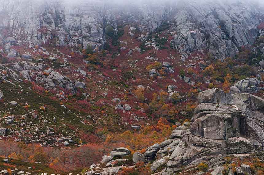 Na senda do lobo-ibérico
