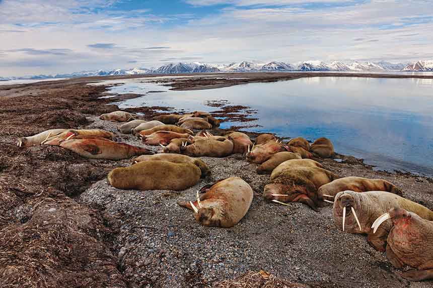 As surpreendentes características das morsas