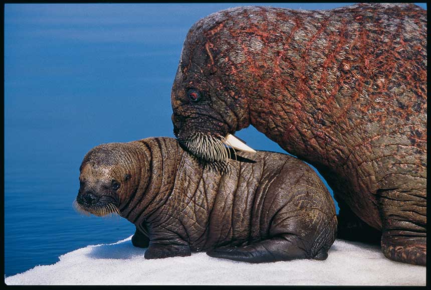 As surpreendentes características das morsas