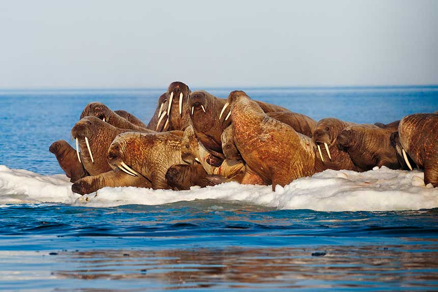 As surpreendentes características das morsas