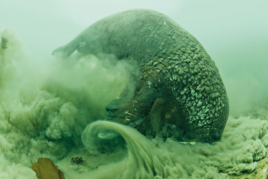 As surpreendentes características das morsas