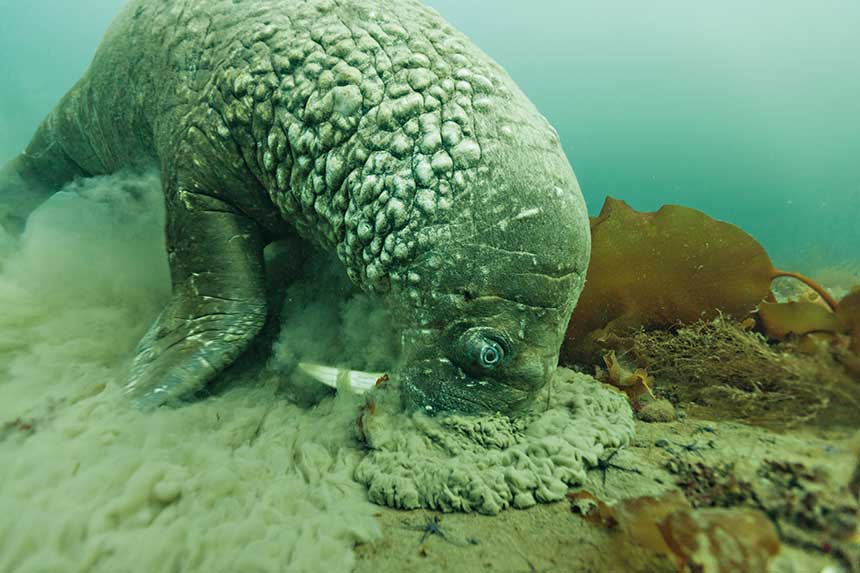 As surpreendentes características das morsas