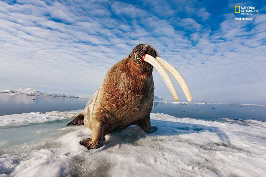 As surpreendentes características das morsas
