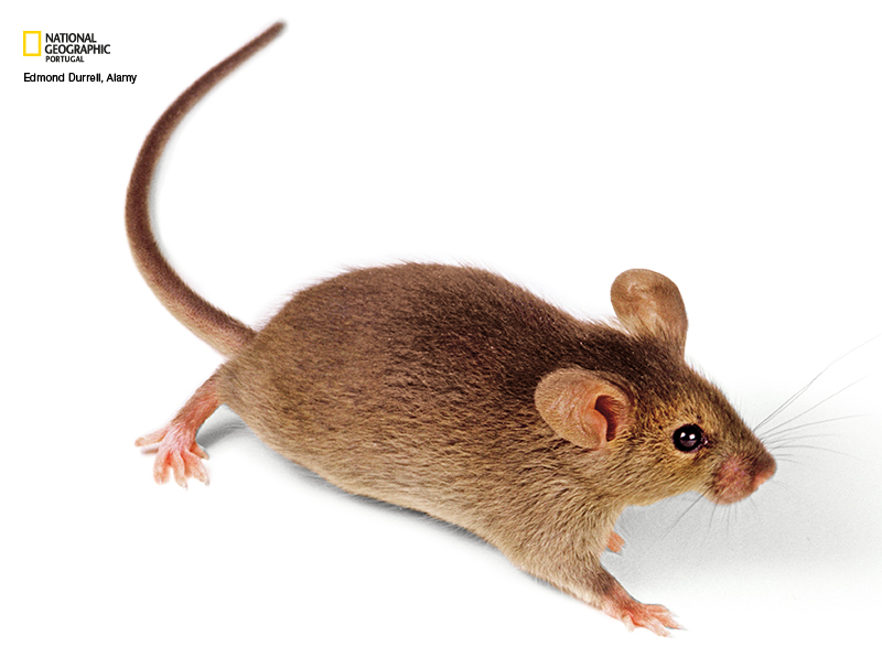 A ferocidade dos ratos vikings