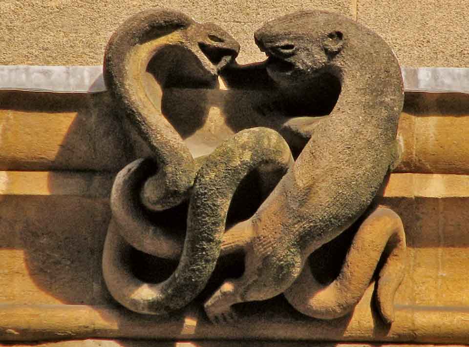 Saca-rabos: a vida errante do rato dos faraós