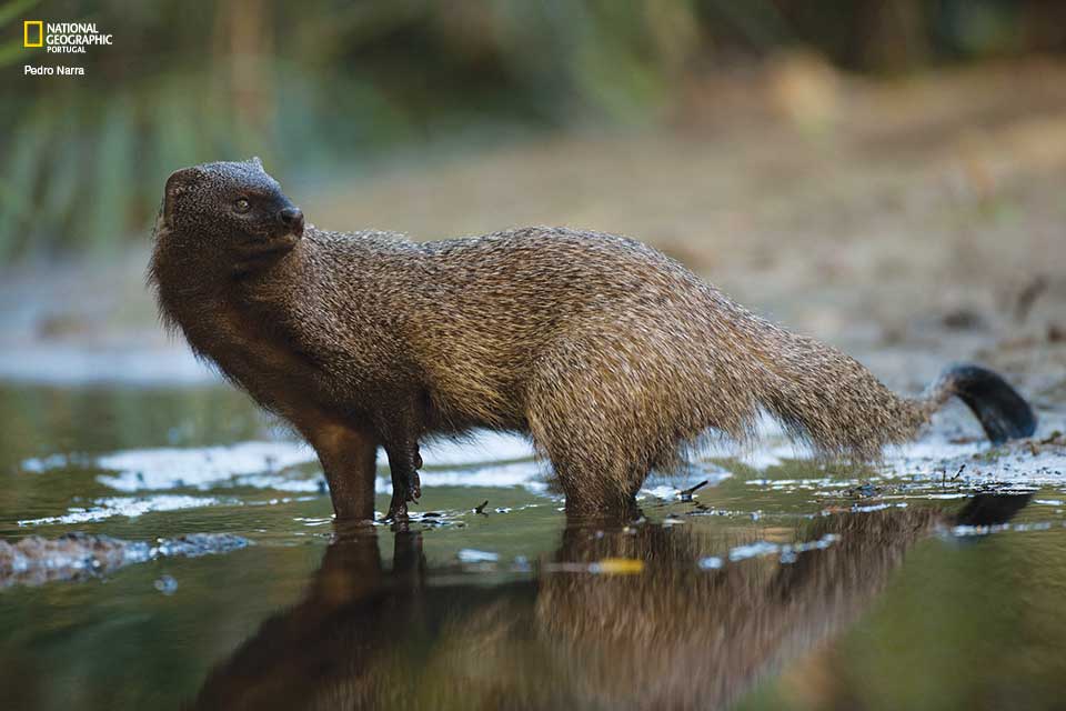 Saca-rabos: a vida errante do rato dos faraós